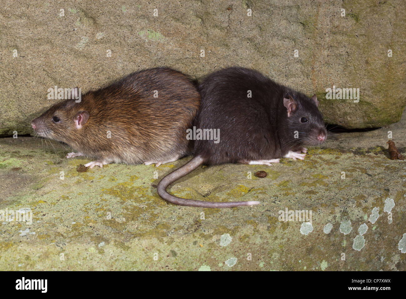 Normal dunkel Stockfotos und -bilder Kaufen - Alamy
