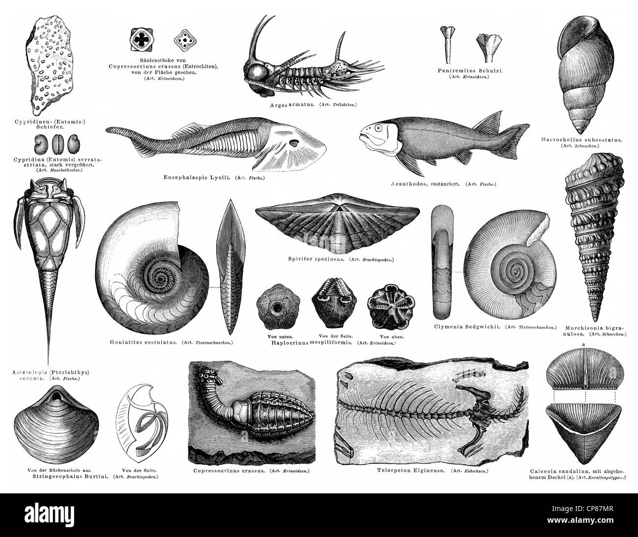 Fossilien aus dem Devon oder Rheinische Formation, Schichten System ...