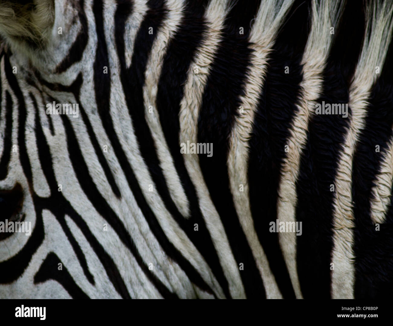 Detail der Burchell Zebra (Equus Quagga Burchelli) Großaufnahme (aka ...