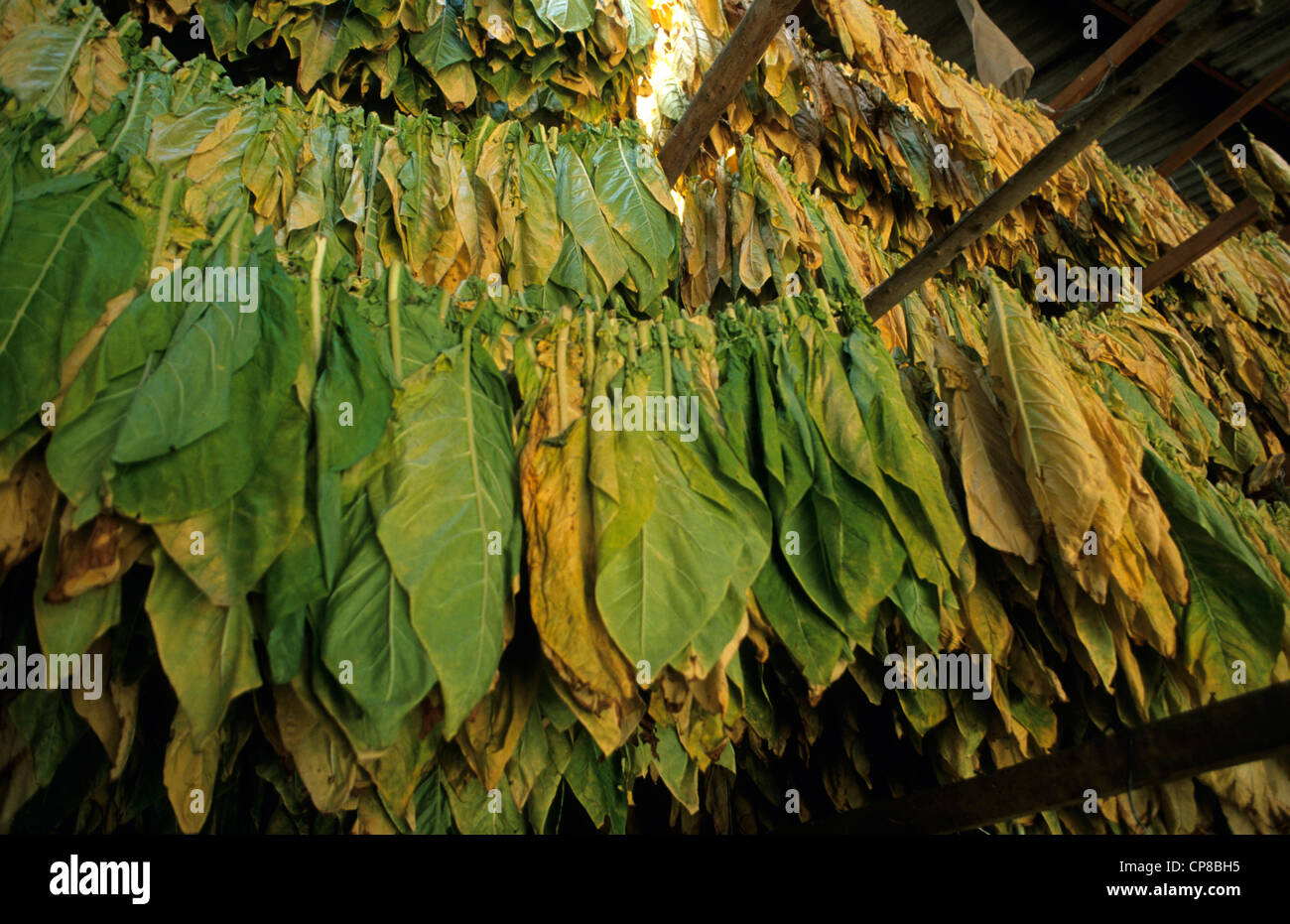 Burley tobacco leaves -Fotos und -Bildmaterial in hoher Auflösung – Alamy