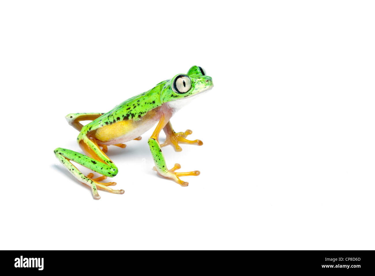 Lemur Blatt Frosch, Phyllomedusa Lemur, aka Hylomantis Lemur, Costa ...