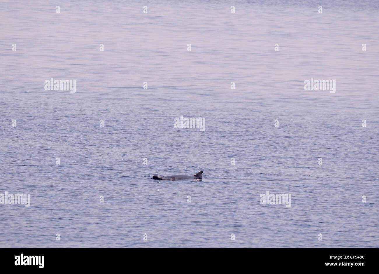 Pottwal schlafen -Fotos und -Bildmaterial in hoher Auflösung – Alamy