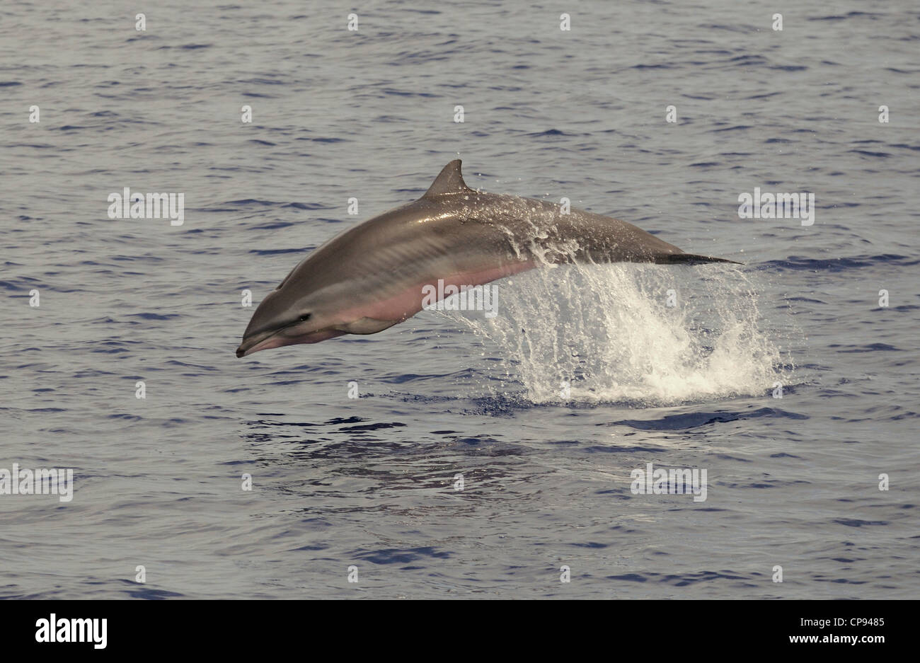 Frasers Delfin (Lagenodelphis Hosei) oder Sarawak Delfin, springen aus ...