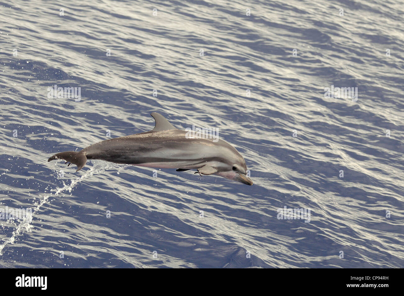 Delphin meer -Fotos und -Bildmaterial in hoher Auflösung – Alamy