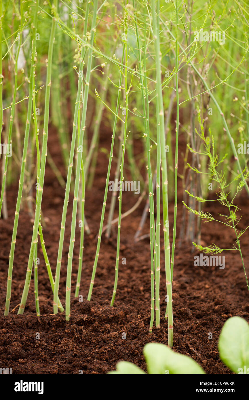 Asparagus officinalis -Fotos und -Bildmaterial in hoher Auflösung – Alamy