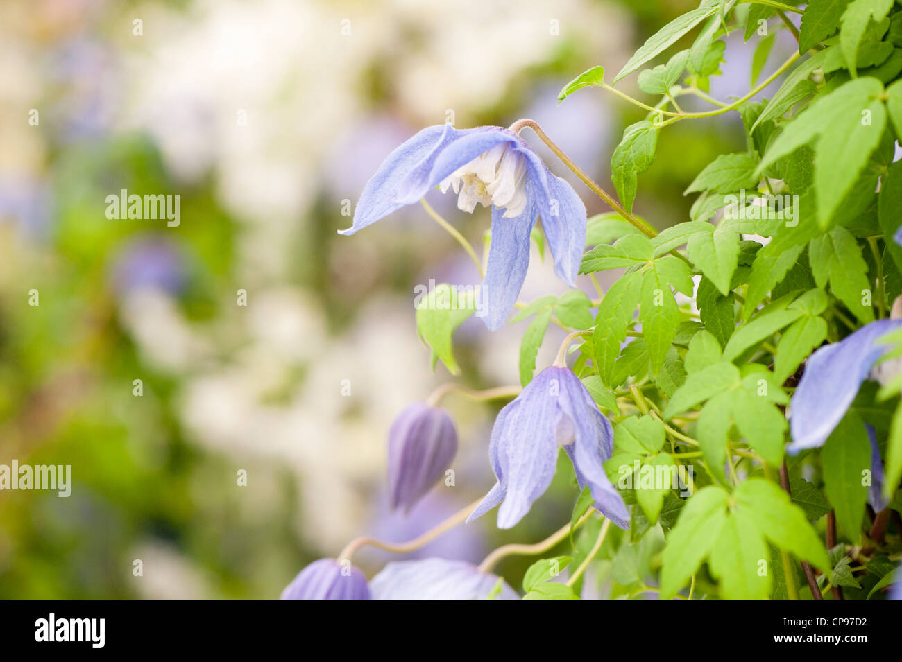 Blaue alpine clematis -Fotos und -Bildmaterial in hoher Auflösung – Alamy