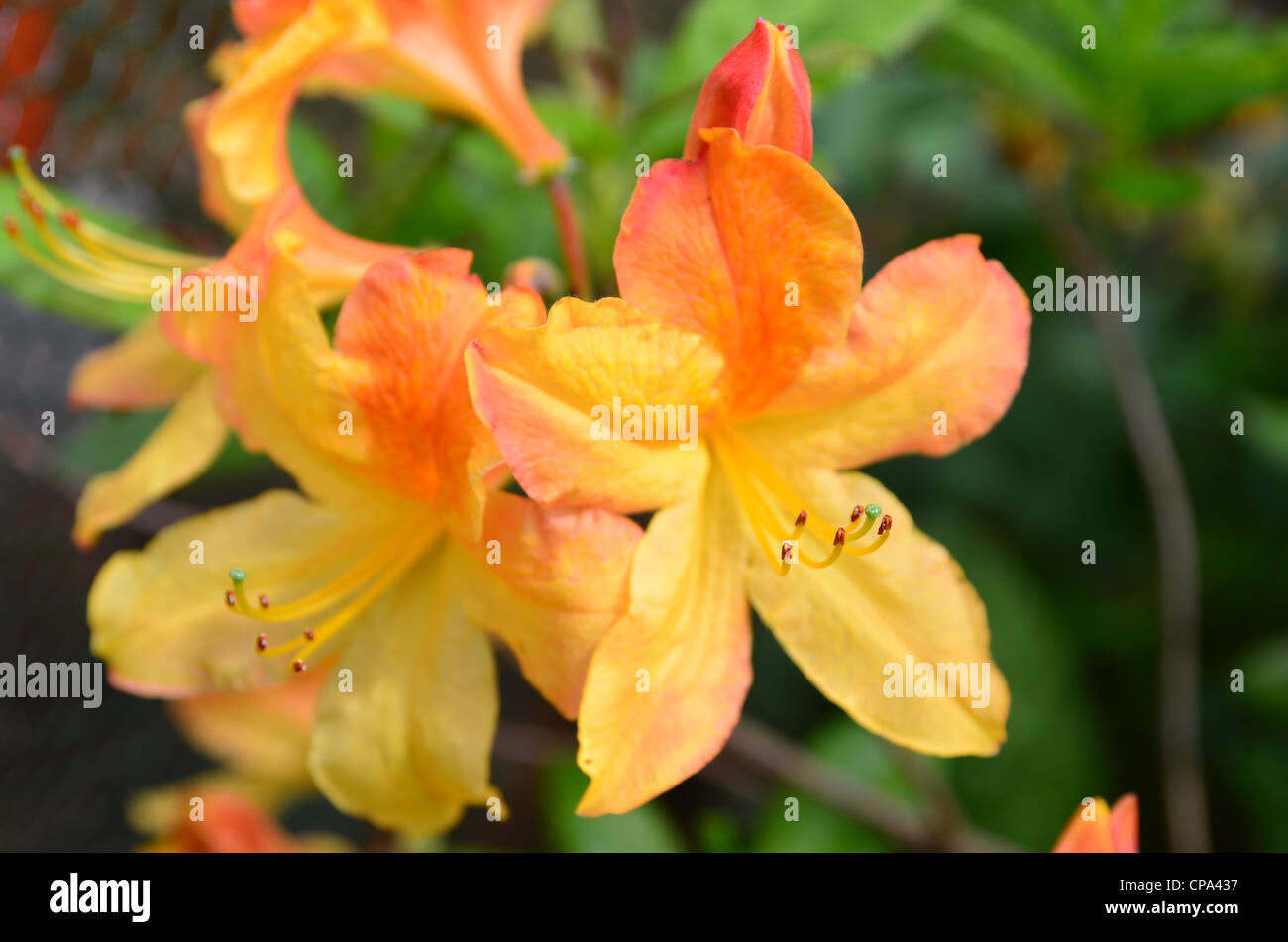 Azalea rhododendron yellow orange -Fotos und -Bildmaterial in hoher ...