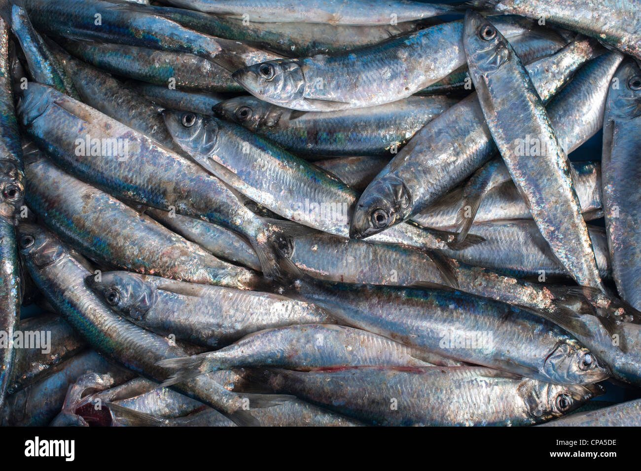Hering heringe fisch fische -Fotos und -Bildmaterial in hoher Auflösung ...