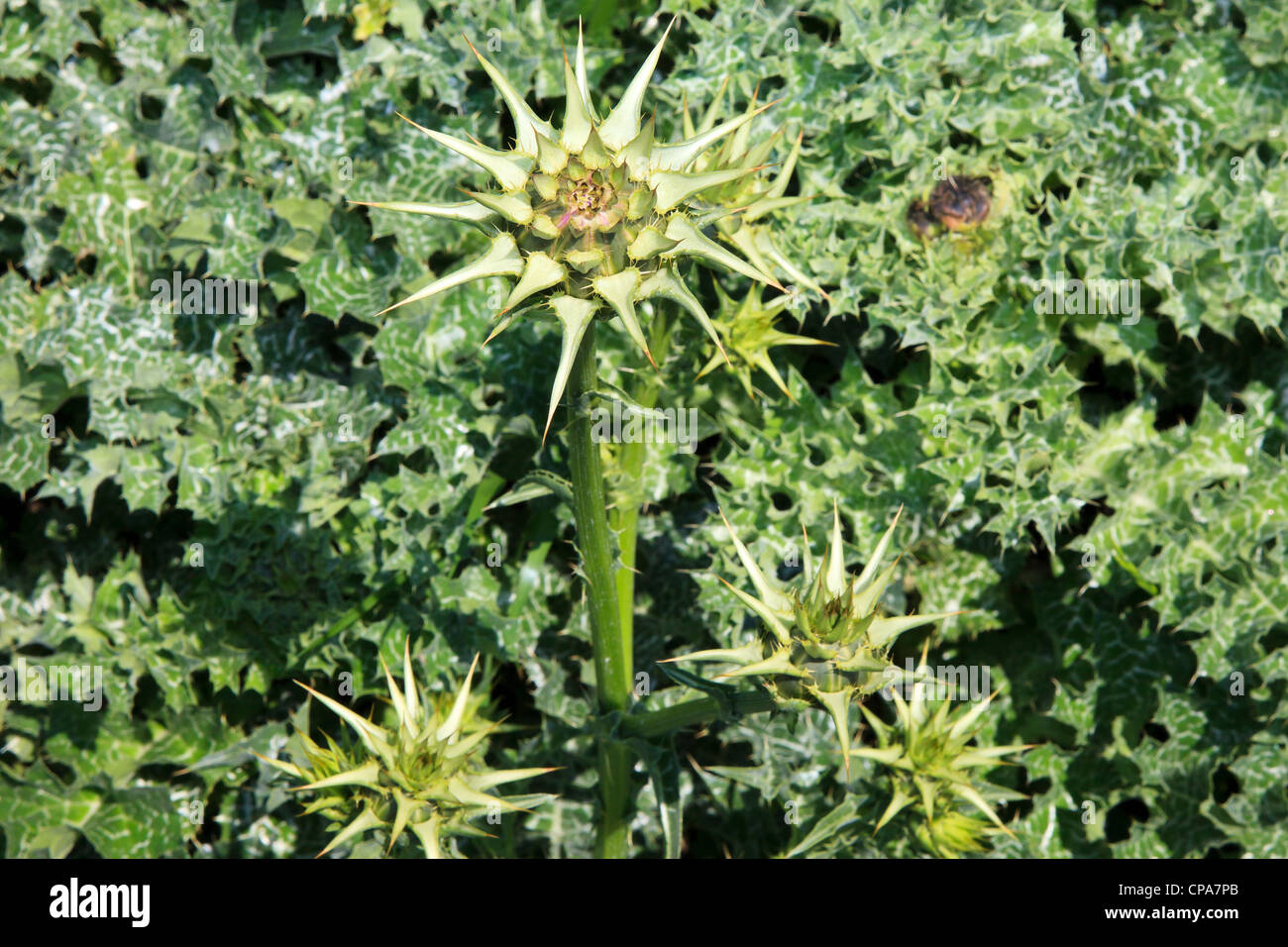 Distel textur -Fotos und -Bildmaterial in hoher Auflösung – Alamy