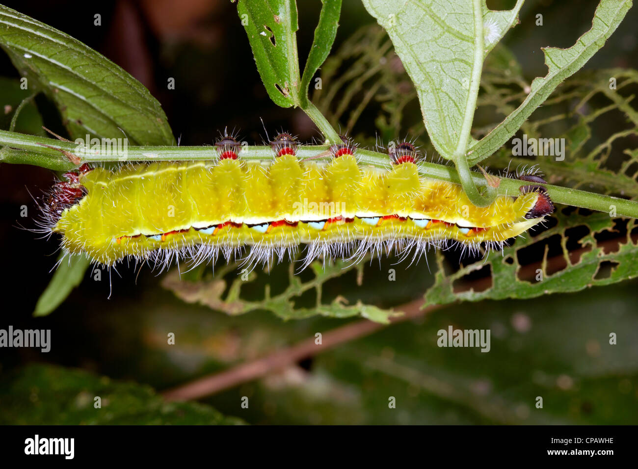 Leuchtend gelbe raupe -Fotos und -Bildmaterial in hoher Auflösung – Alamy