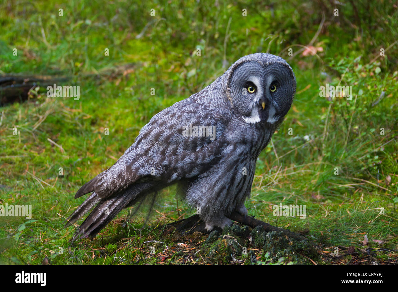 Tolle graue eulen -Fotos und -Bildmaterial in hoher Auflösung – Alamy