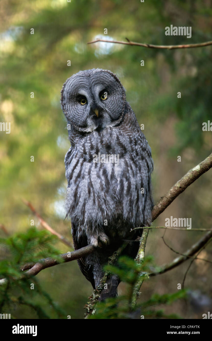 Tolle graue eulen -Fotos und -Bildmaterial in hoher Auflösung – Alamy