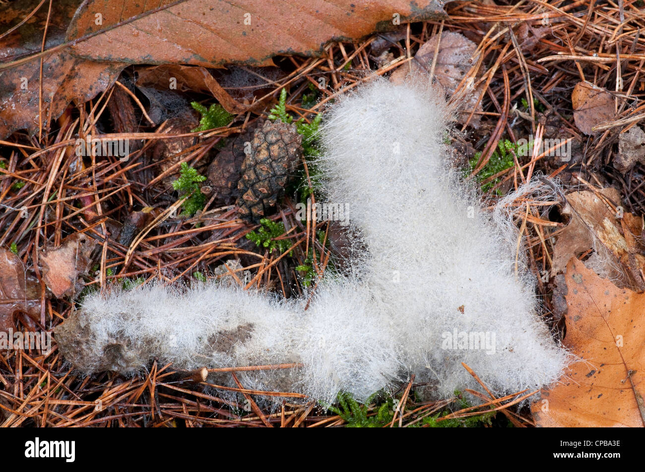 Mucorales pilz -Fotos und -Bildmaterial in hoher Auflösung – Alamy