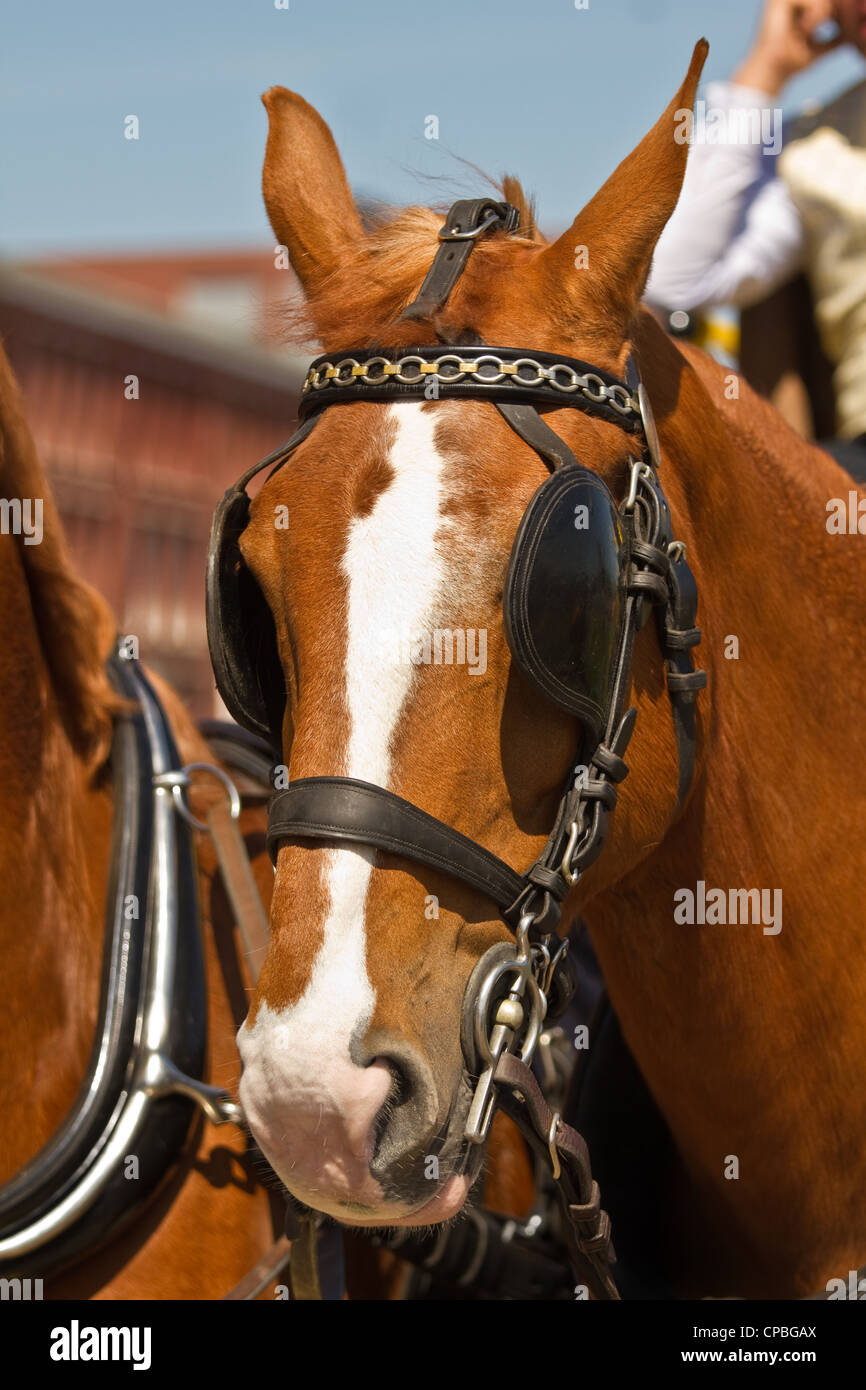 Horse blinkers -Fotos und -Bildmaterial in hoher Auflösung – Alamy
