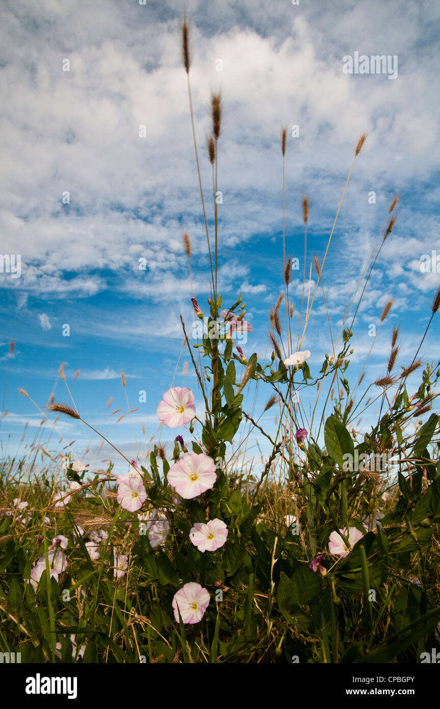 Feld Ackerwinde (Convolvulus Arvensis) verstrickt mit Gräsern im ...