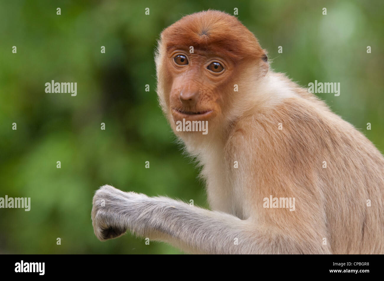 Malaysia, Borneo, Sabah, Kota Kinabalu, Lok kawi Wildlife Park ...