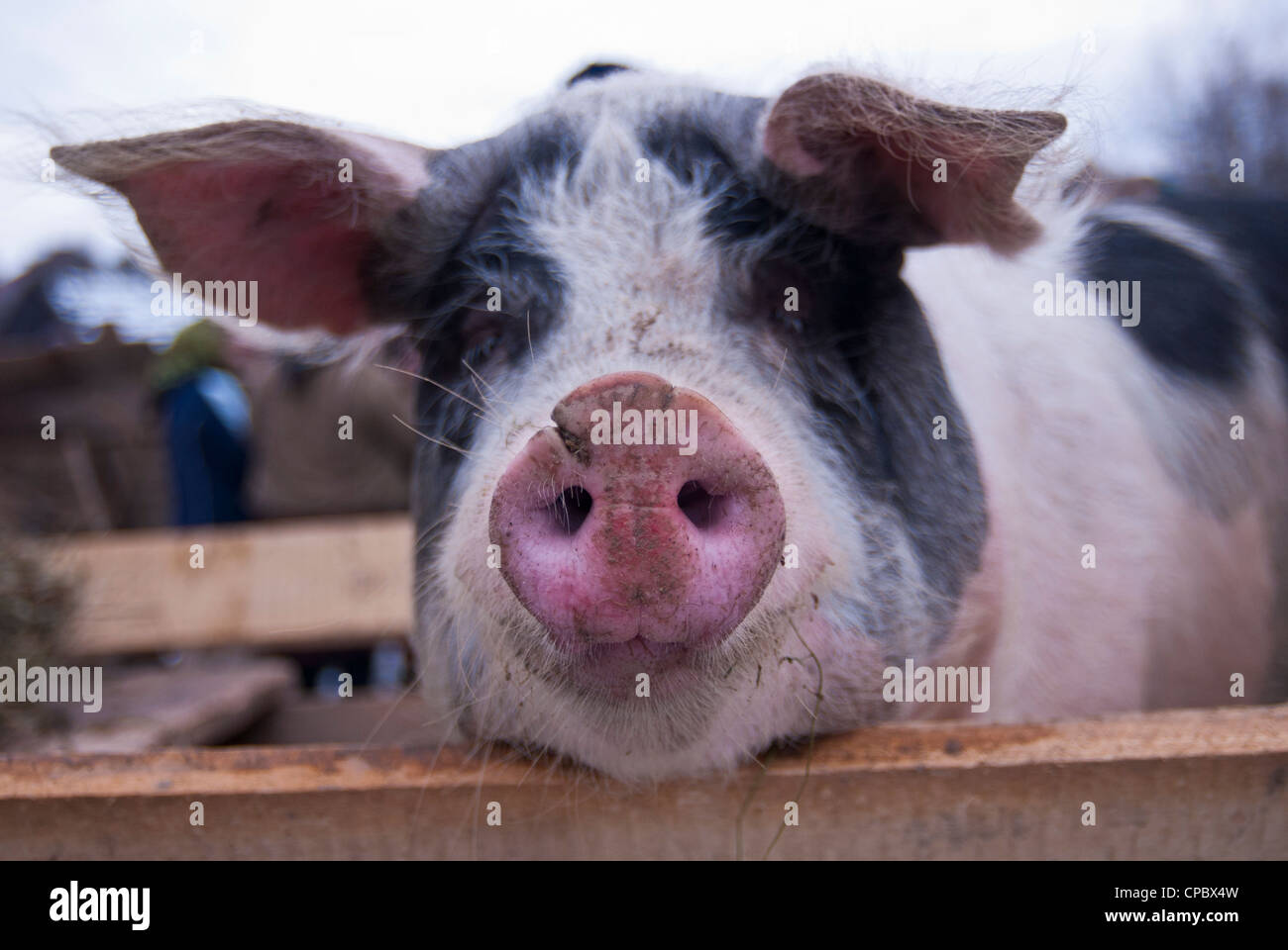 Pig romania -Fotos und -Bildmaterial in hoher Auflösung - Seite 2 - Alamy