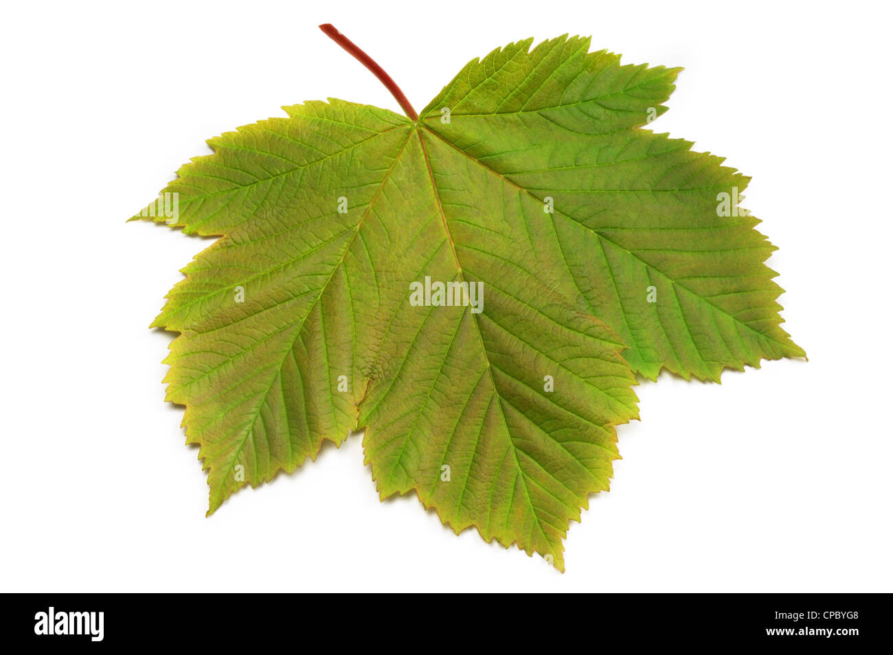 Platan tree -Fotos und -Bildmaterial in hoher Auflösung – Alamy