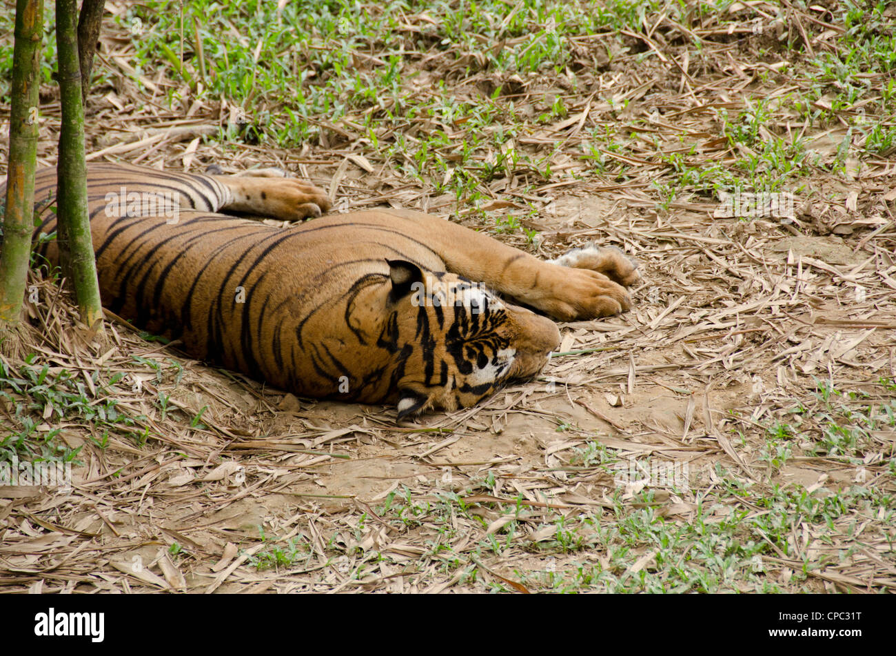 Malaysia Tiger Stockfotos und -bilder Kaufen - Alamy