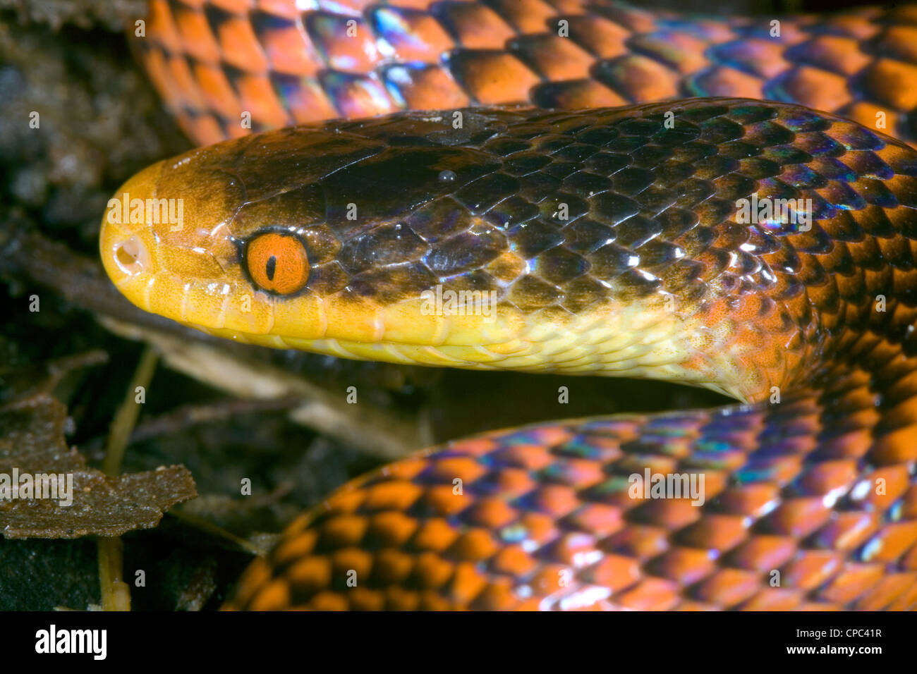 False snake -Fotos und -Bildmaterial in hoher Auflösung – Alamy