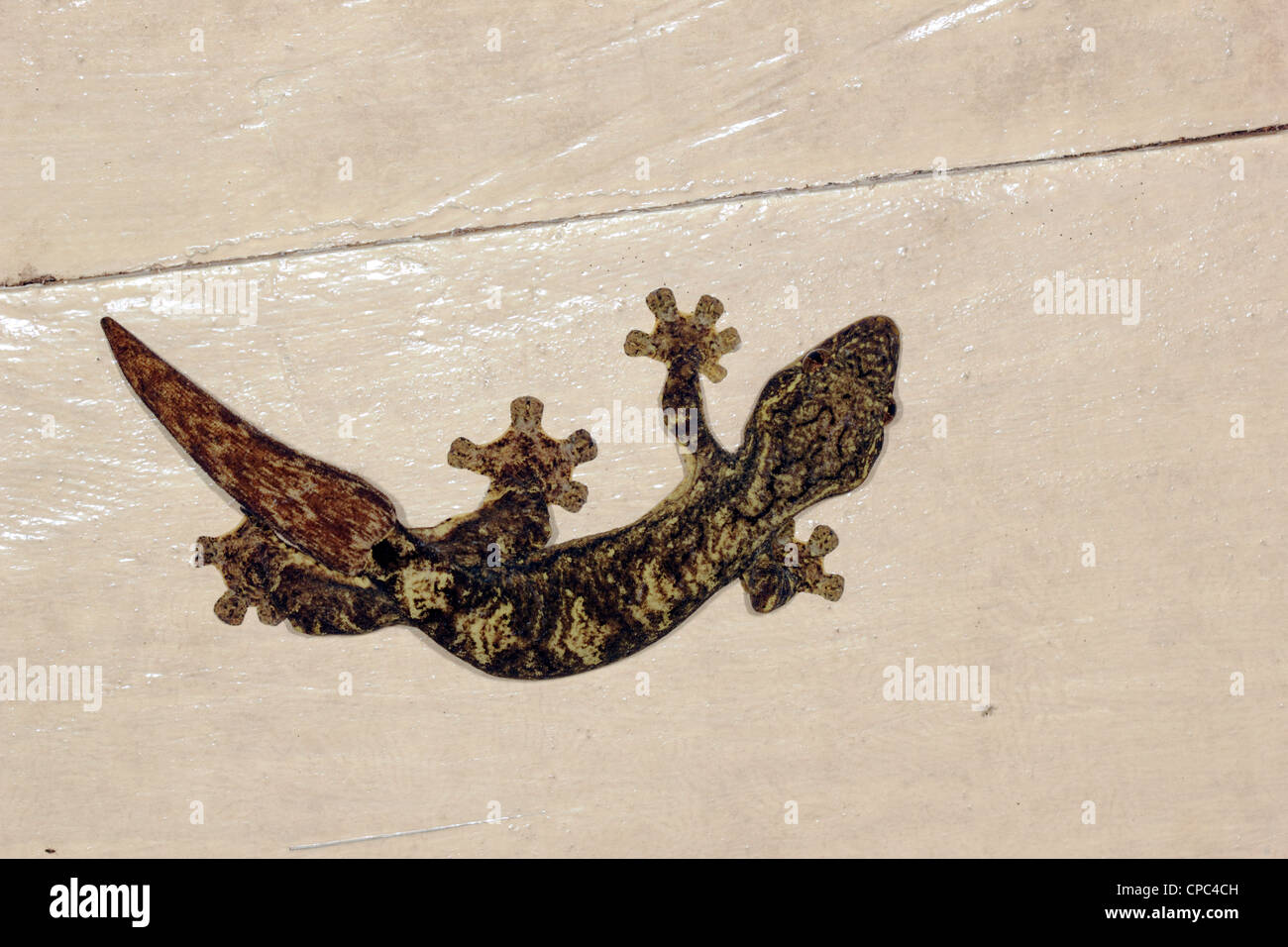 Rübe tailed Gecko (Thecadactylus Solimoensis) an der Decke ...