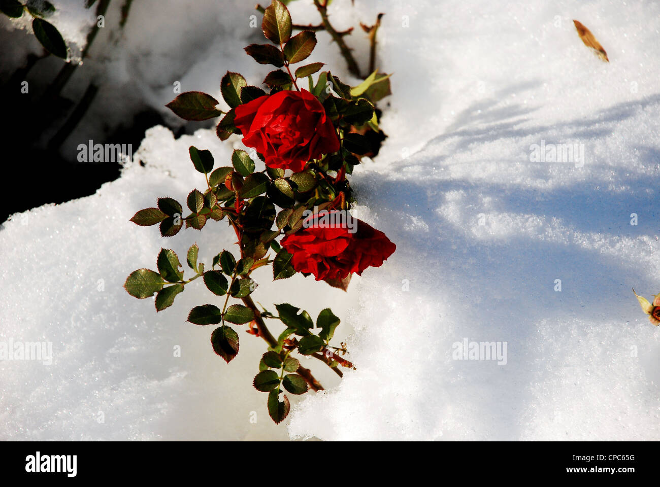 Rote Rosen Im Schnee Stockfotos und -bilder Kaufen - Alamy