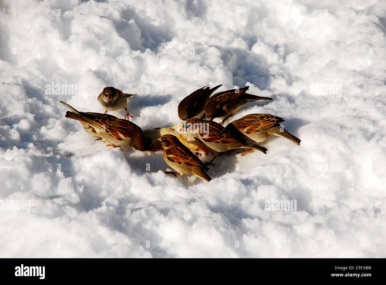 Spatzen im schnee -Fotos und -Bildmaterial in hoher Auflösung – Alamy