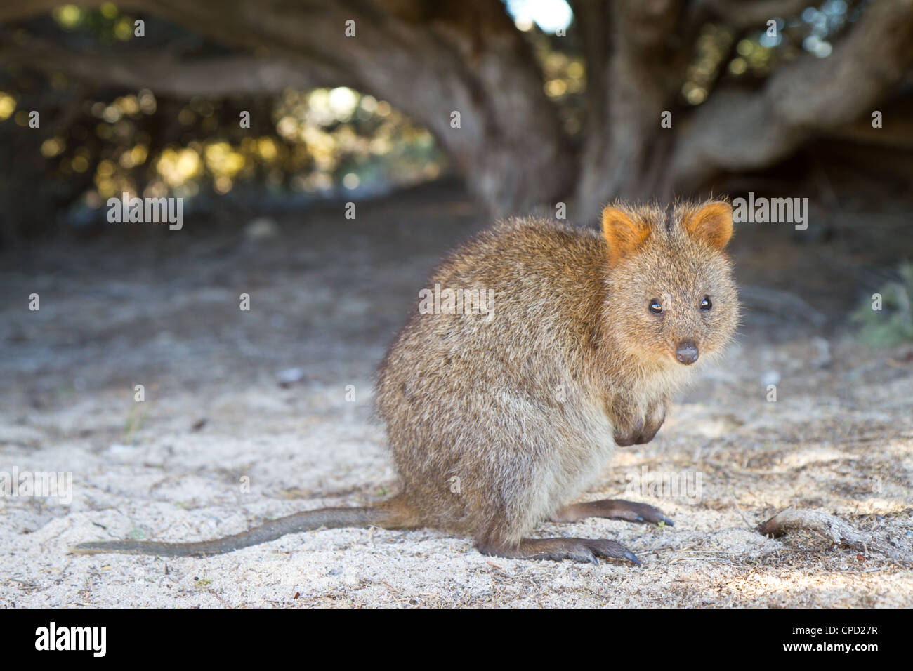 Quokka (Setonix Brachyurus Stockfotografie - Alamy