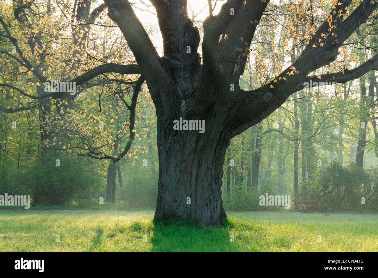 Bank mit eiche sonne -Fotos und -Bildmaterial in hoher Auflösung – Alamy