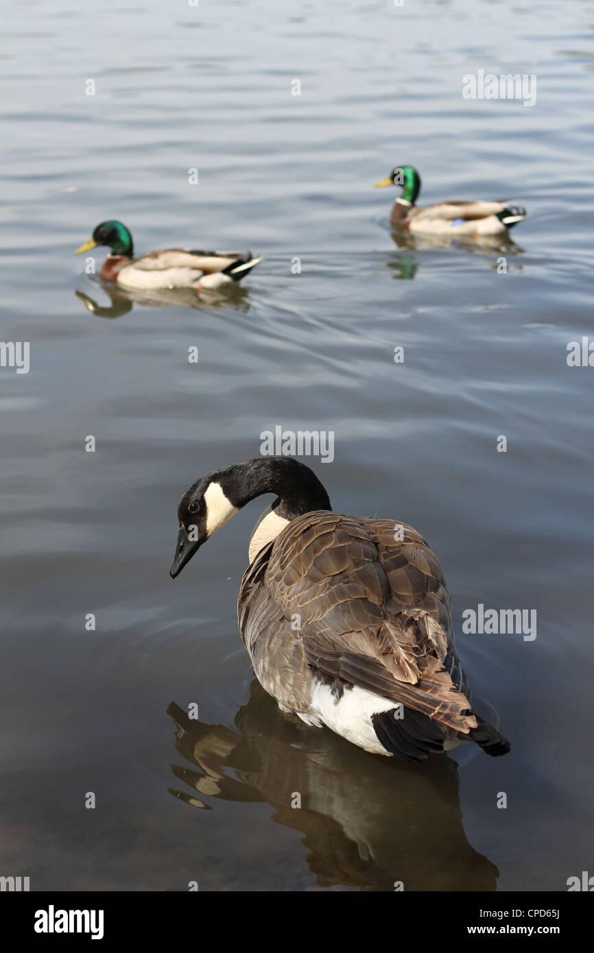 Zwei Enten und eine Gans an einem See Stockfotografie - Alamy