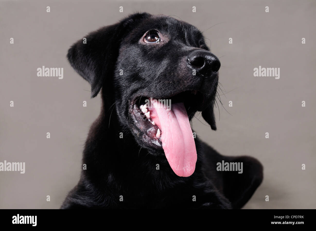 Black Labrador Retriever Puppy Stockfotos und -bilder Kaufen - Alamy