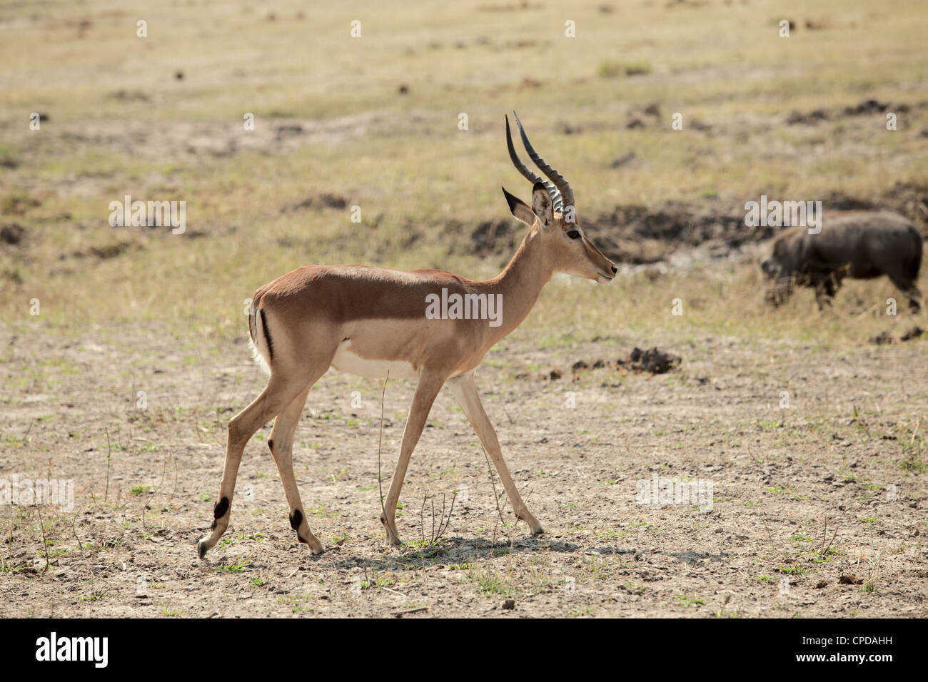 Springbock, Namibia Nationalpark Stockfotografie - Alamy