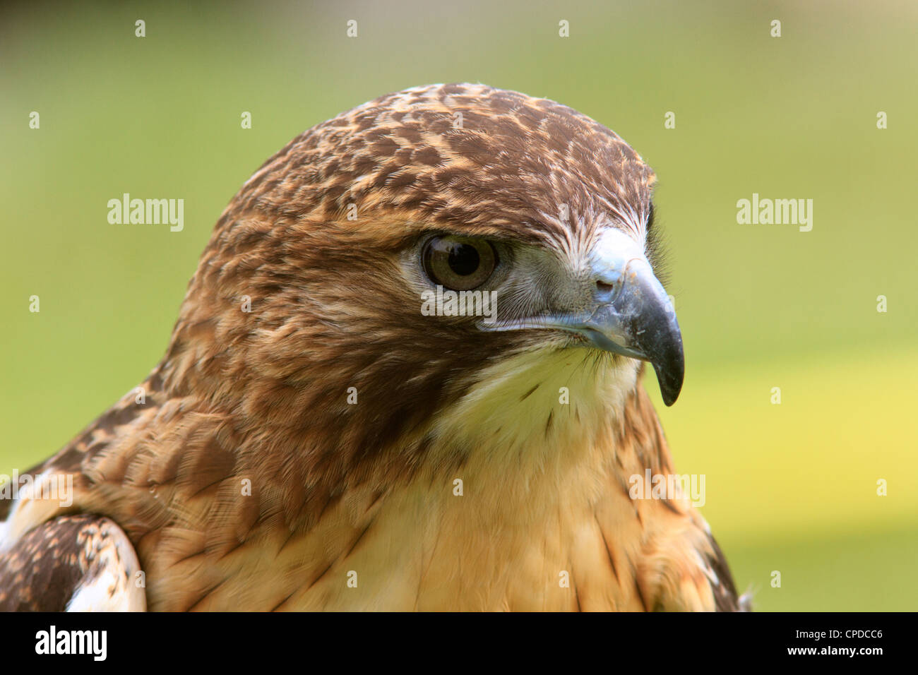 Hawk nose -Fotos und -Bildmaterial in hoher Auflösung – Alamy