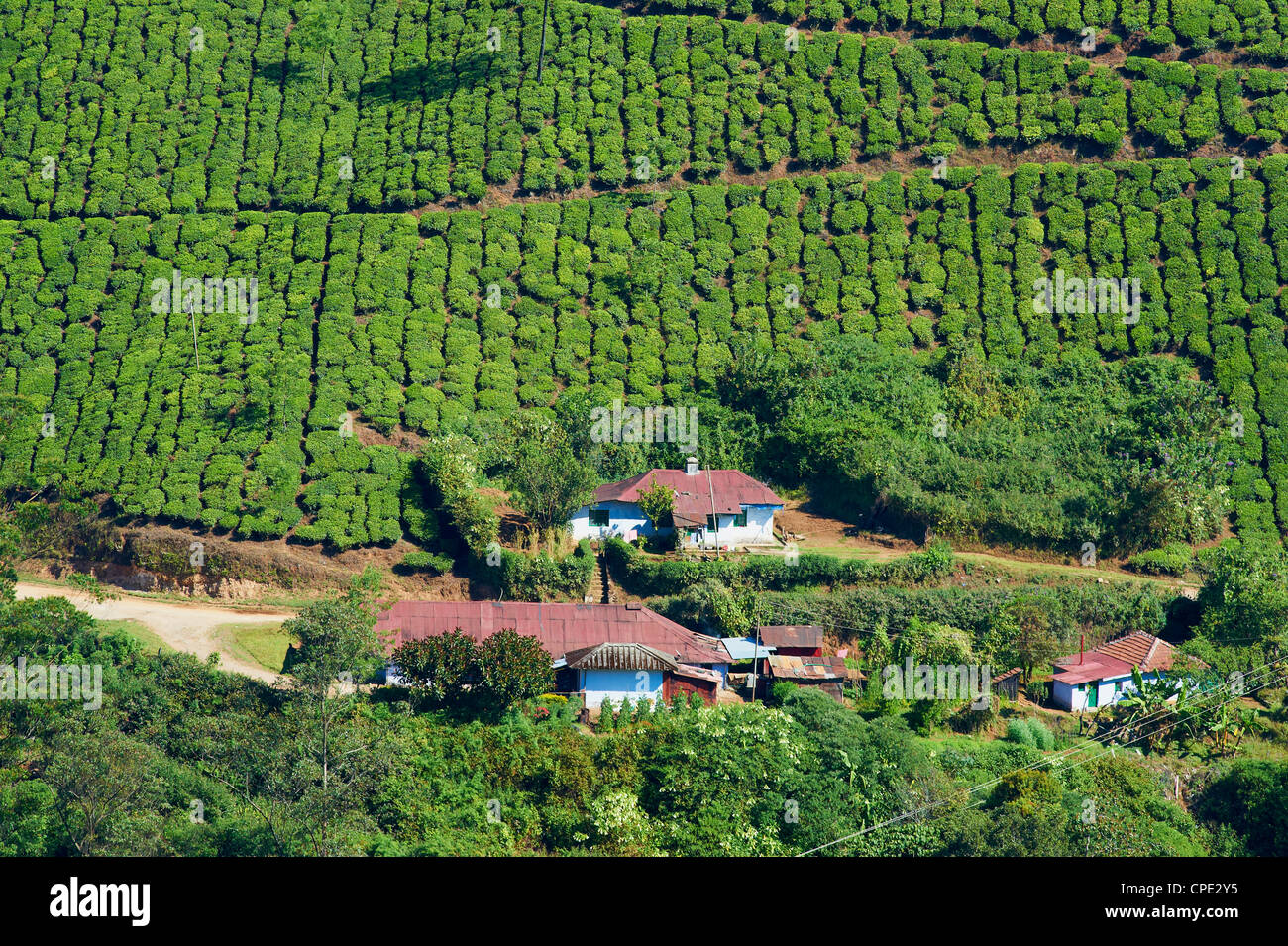 Munnar teeplantage kerala -Fotos und -Bildmaterial in hoher Auflösung ...