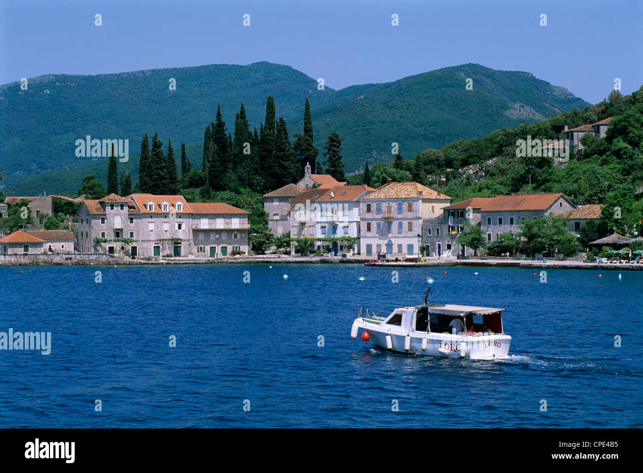 Rose, Boka Kotorska (Bucht von Kotor), Montenegro, Europa ...