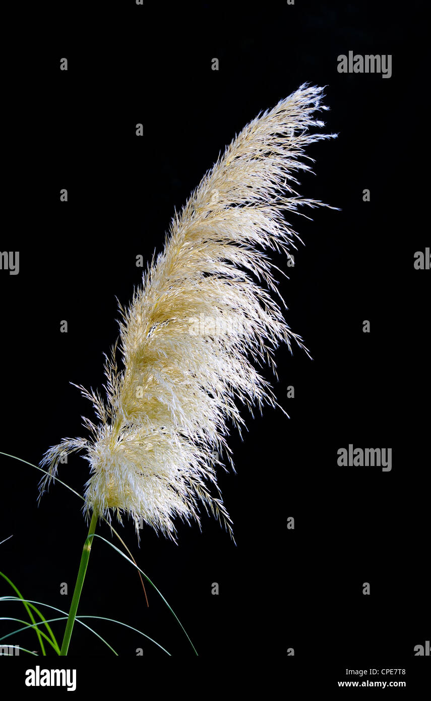 Rispe gras -Fotos und -Bildmaterial in hoher Auflösung – Alamy