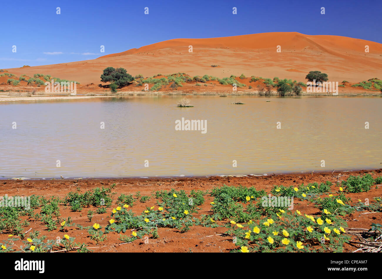 Blumen und Wasser in Sossusvlei, Namib-Wüste, Namibia, Landschaft ...