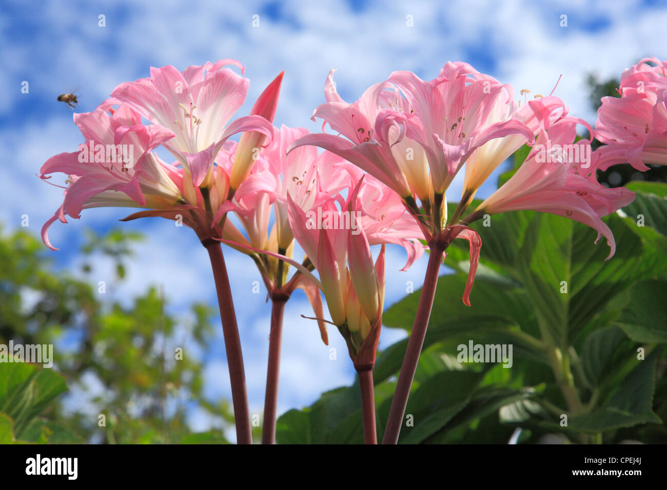 Amaryllis belladonna lilien -Fotos und -Bildmaterial in hoher Auflösung ...