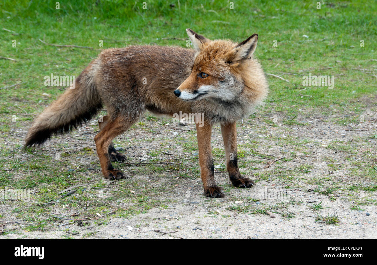 Fuchs rotfuchs tier im wald -Fotos und -Bildmaterial in hoher Auflösung ...