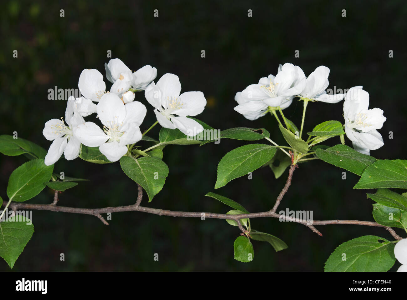 Malus sylvestris apple wild -Fotos und -Bildmaterial in hoher Auflösung ...