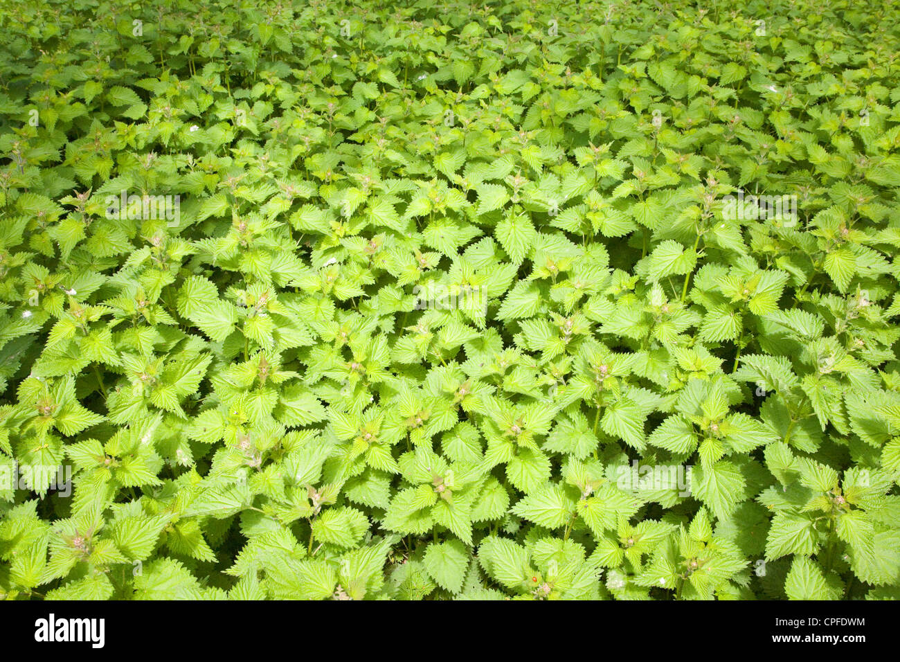 Stechende Nessel oder Brennnessel, Urtica Dioica Pflanze nach unten ...