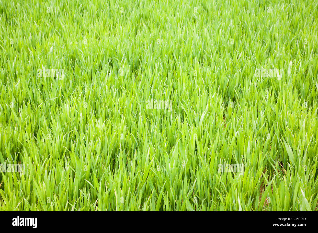 Gerste triebe -Fotos und -Bildmaterial in hoher Auflösung – Alamy