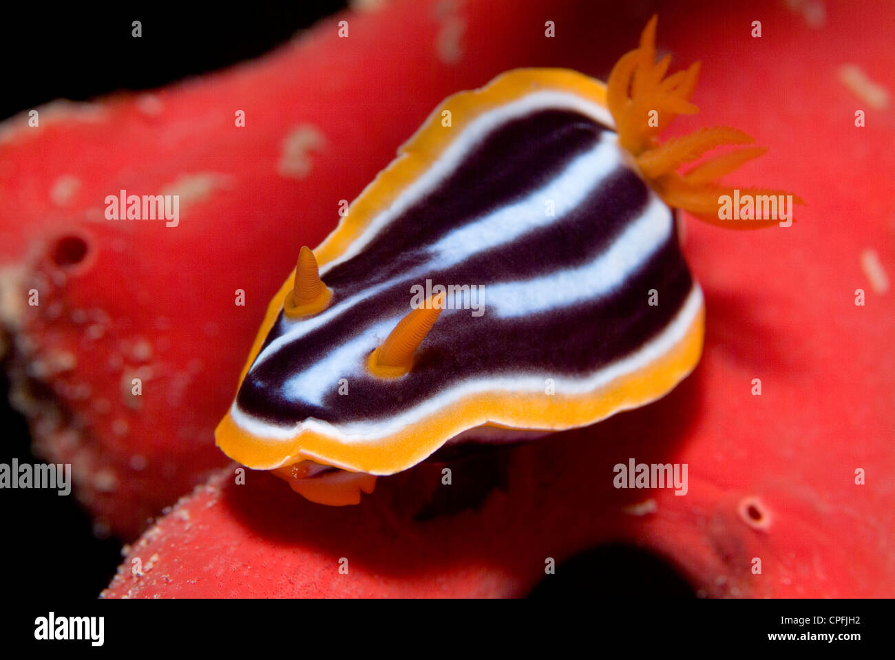 Pyjama nudibranch -Fotos und -Bildmaterial in hoher Auflösung – Alamy