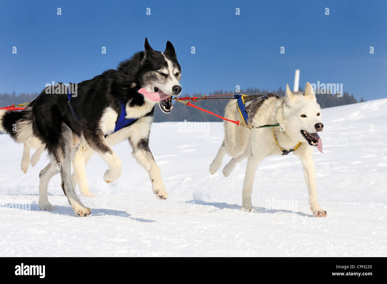 Hund mushing in alaska -Fotos und -Bildmaterial in hoher Auflösung – Alamy