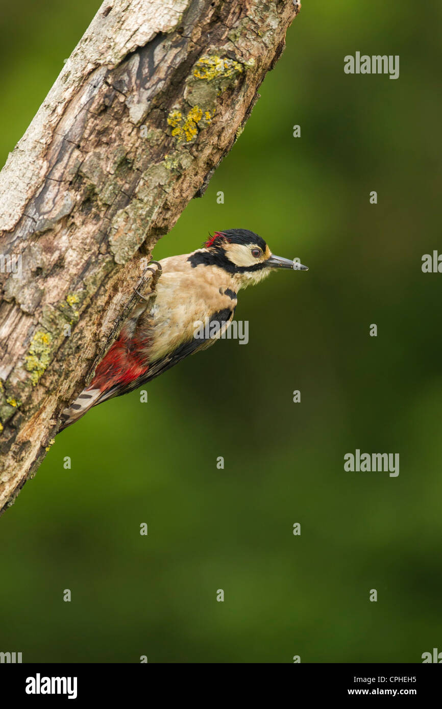 Dendrocopos major buntspecht -Fotos und -Bildmaterial in hoher ...