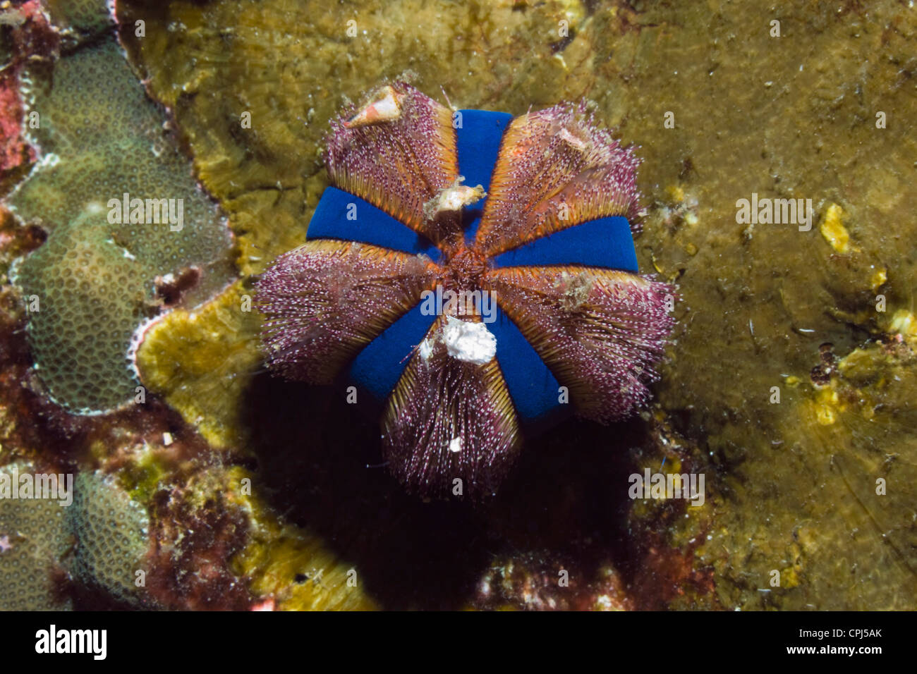 Seeigel thailand -Fotos und -Bildmaterial in hoher Auflösung – Alamy