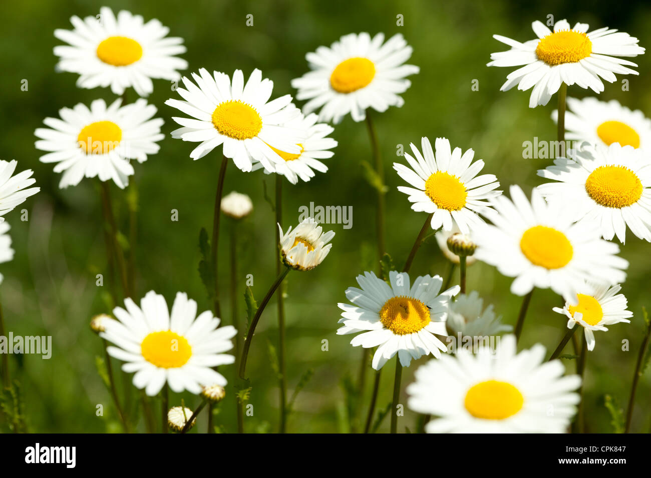 weiße große Margerite (Leucanthemum Vulgare) auf Wiese Stockfotografie ...