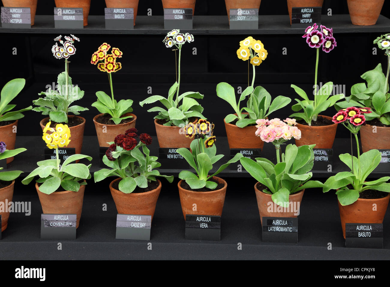 Show auricula -Fotos und -Bildmaterial in hoher Auflösung – Alamy