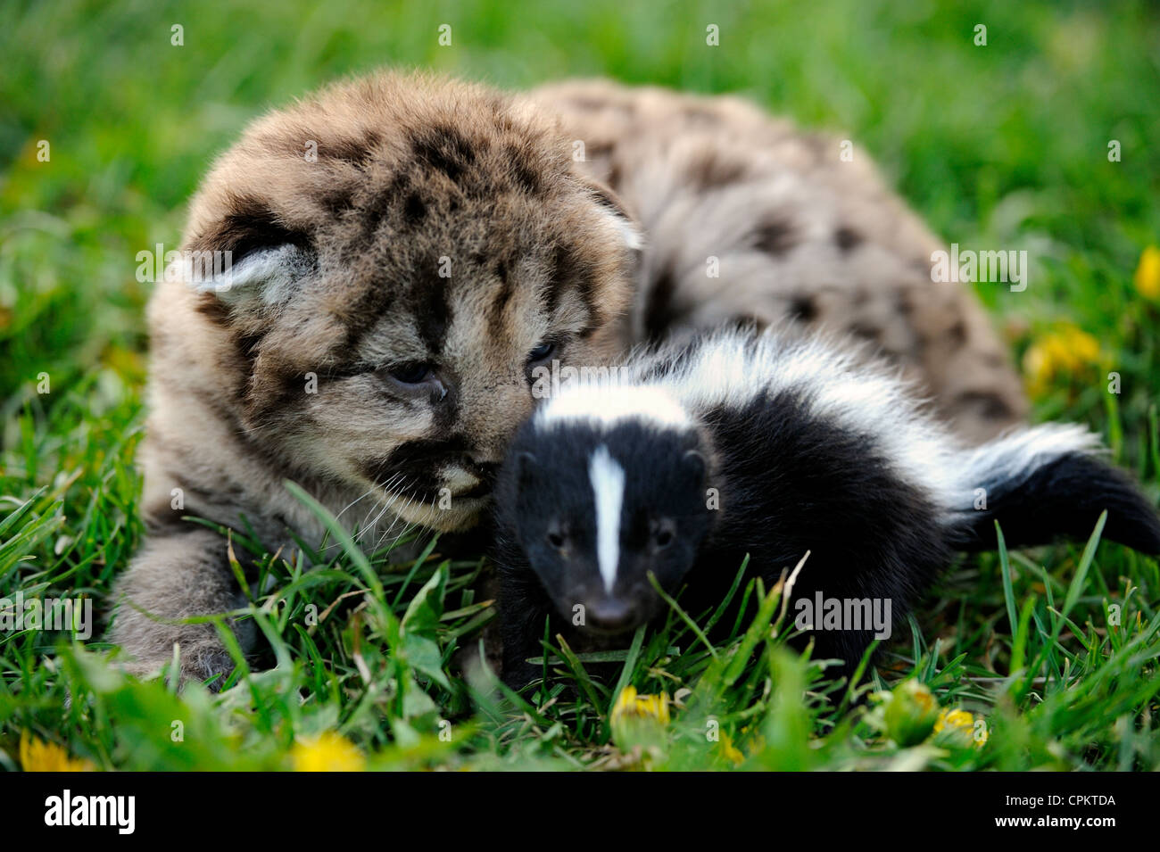 Baby stinktier -Fotos und -Bildmaterial in hoher Auflösung – Alamy