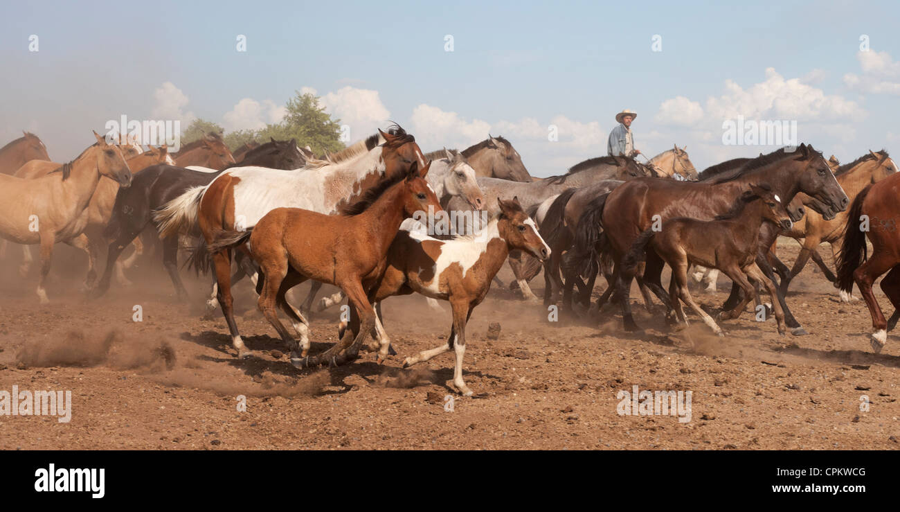 Criollo Horses Stockfotos und -bilder Kaufen - Alamy